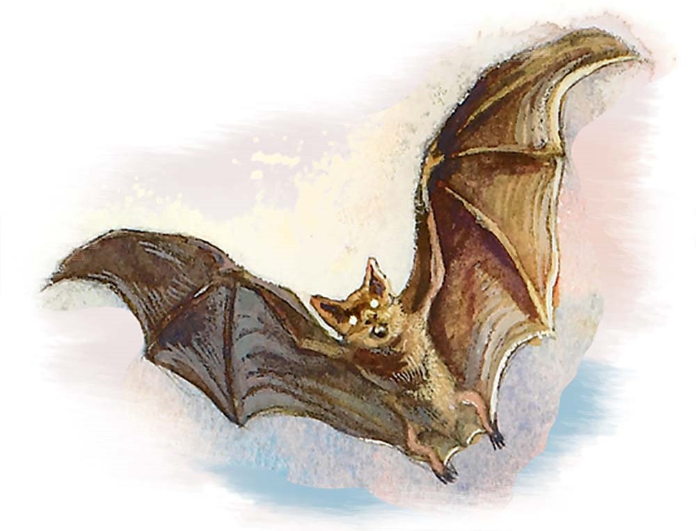 Bat - Creatures