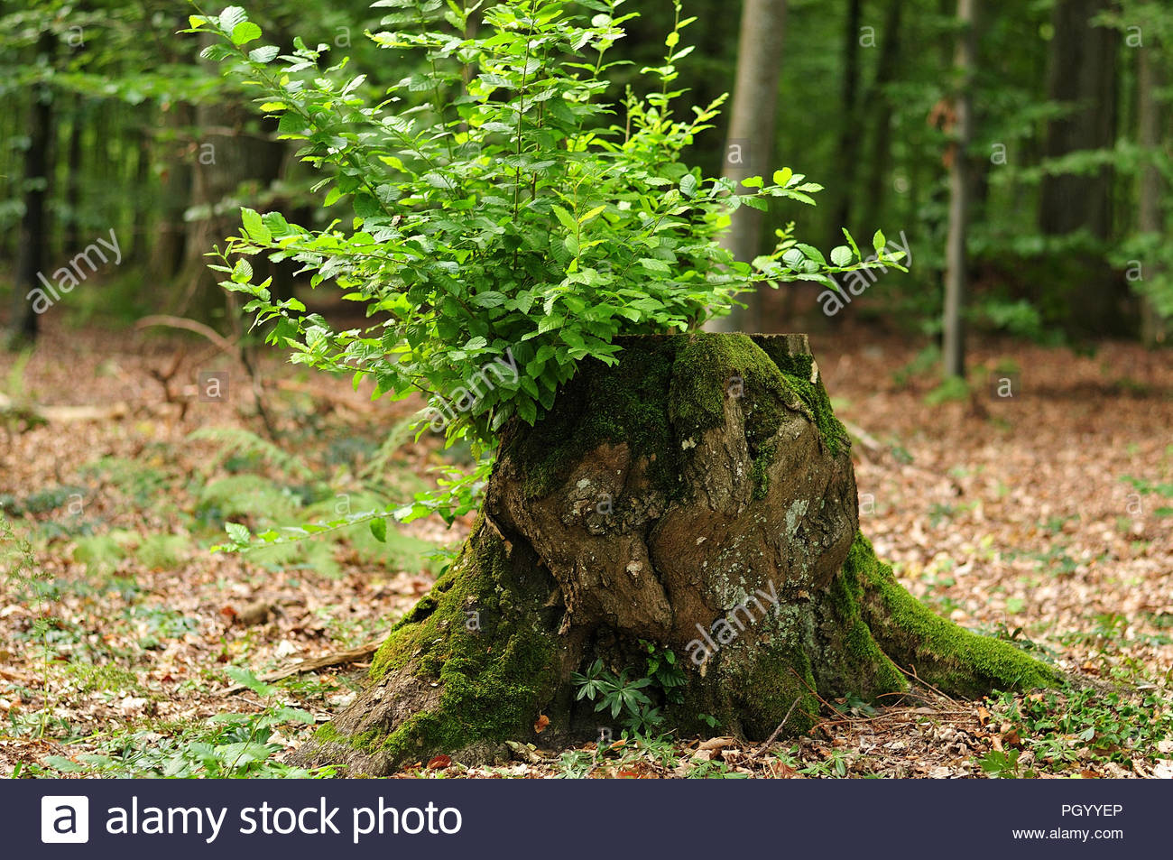 Trost - Races - Kanka